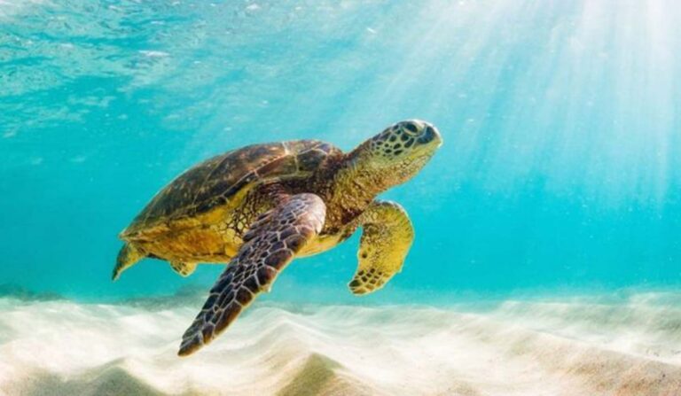 17 nuevas playas de anidación de tortugas declaradas como Santuarios